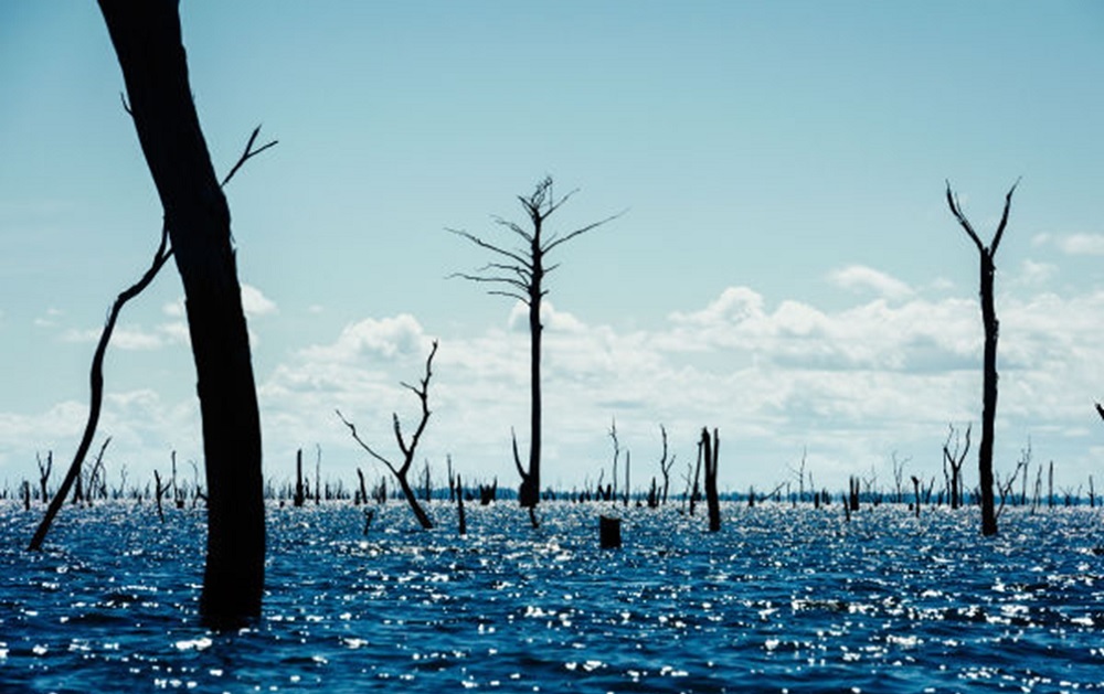 About Us - Tree Rivers